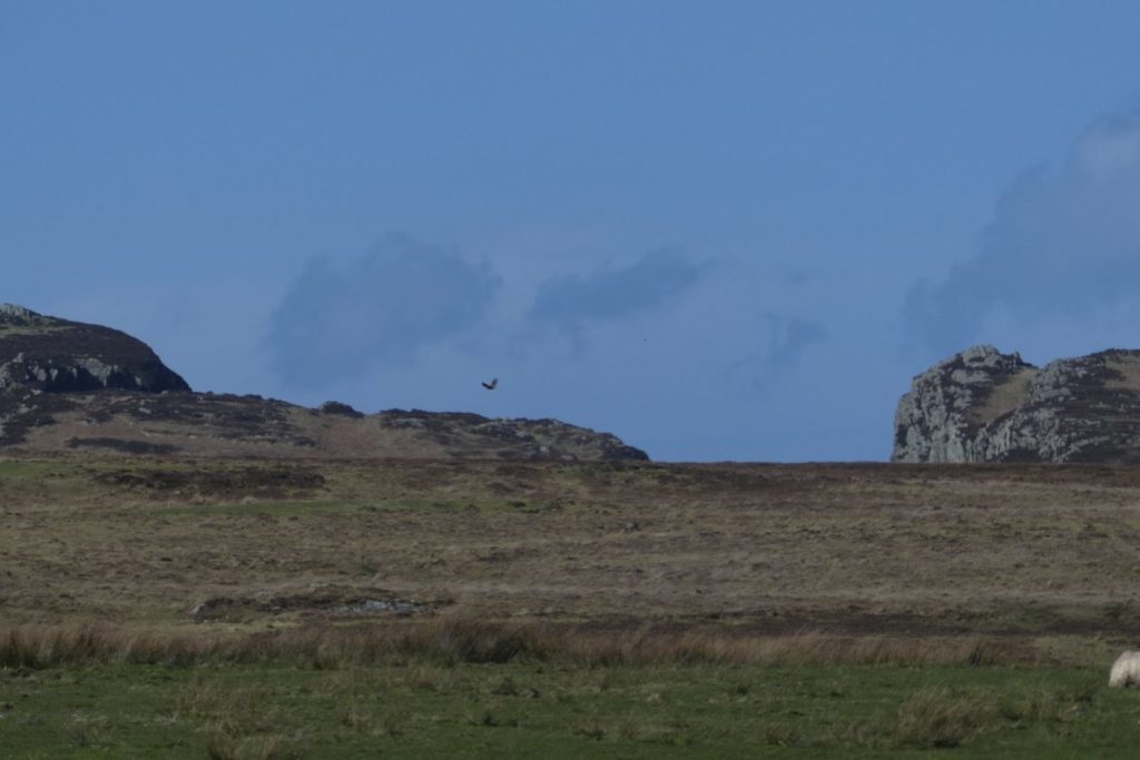 Golden eagle | Islay Nature Filming and Photography