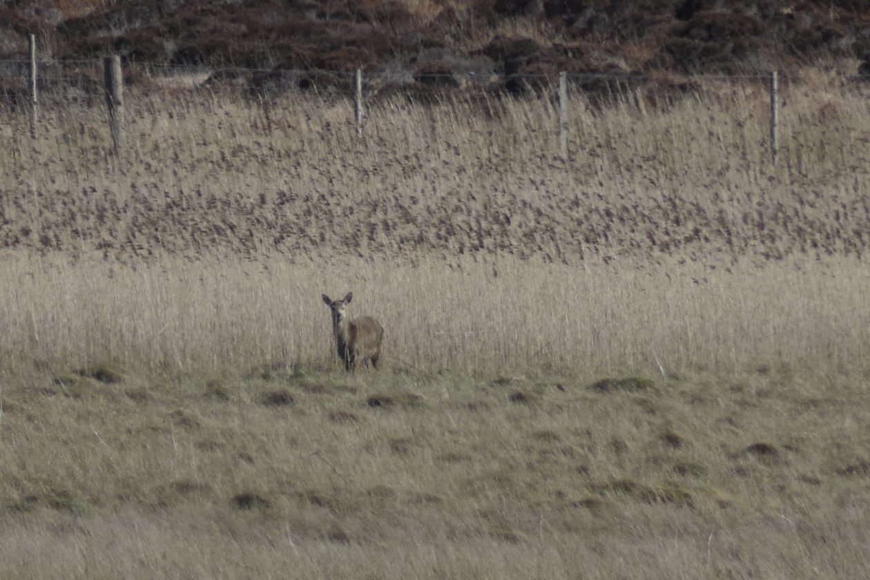 Red Deer | Islay Nature Filming and Photography