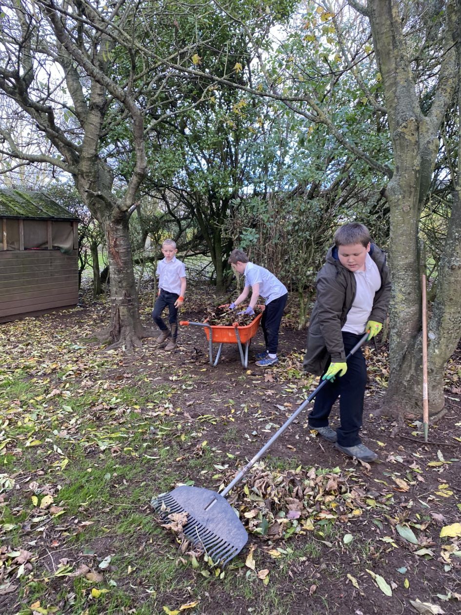 Collecting leaves | Catterline School Eco Committee