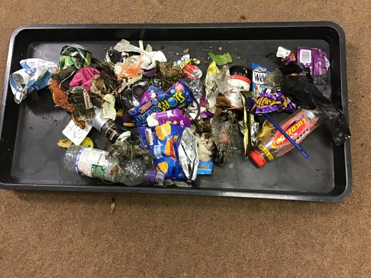 (2) Early Stages – Fettercairn Primary School Blog