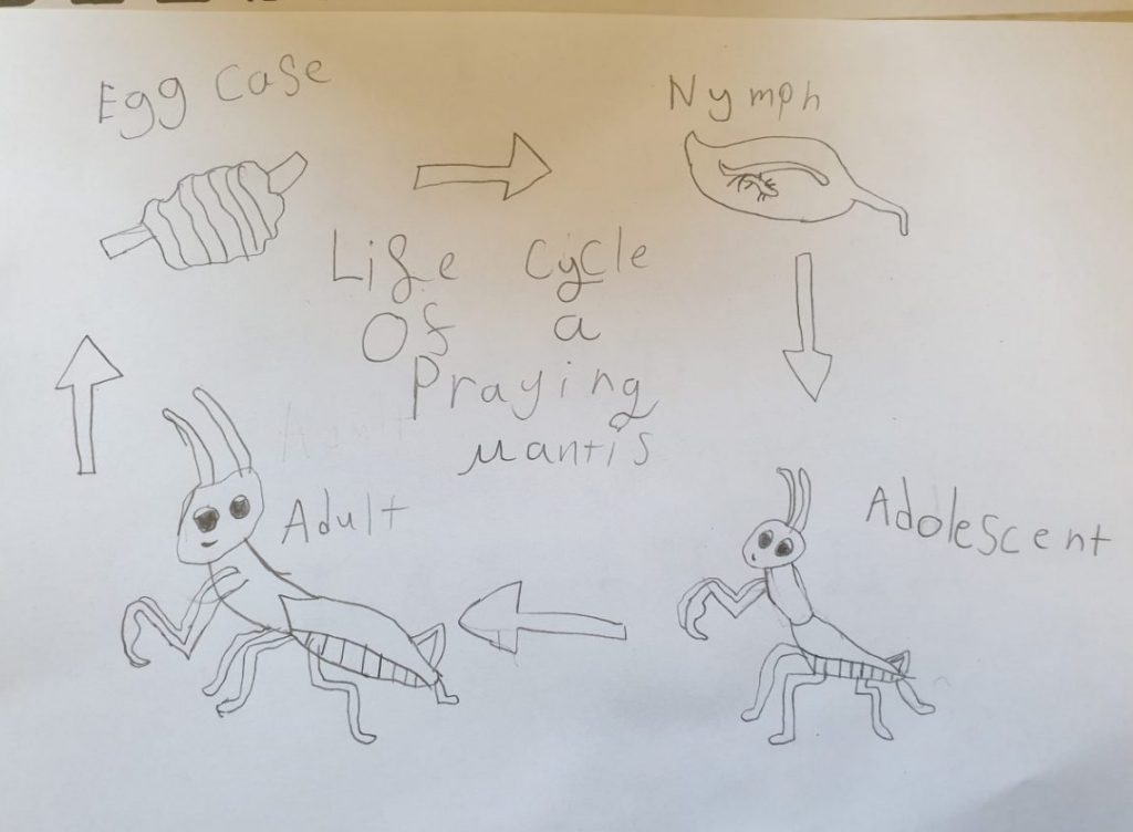 Life cycle of a praying mantis – Holywood Hullabaloo