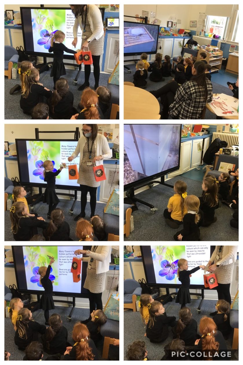 P1 Science Week: Bees | Primary 1_21/22