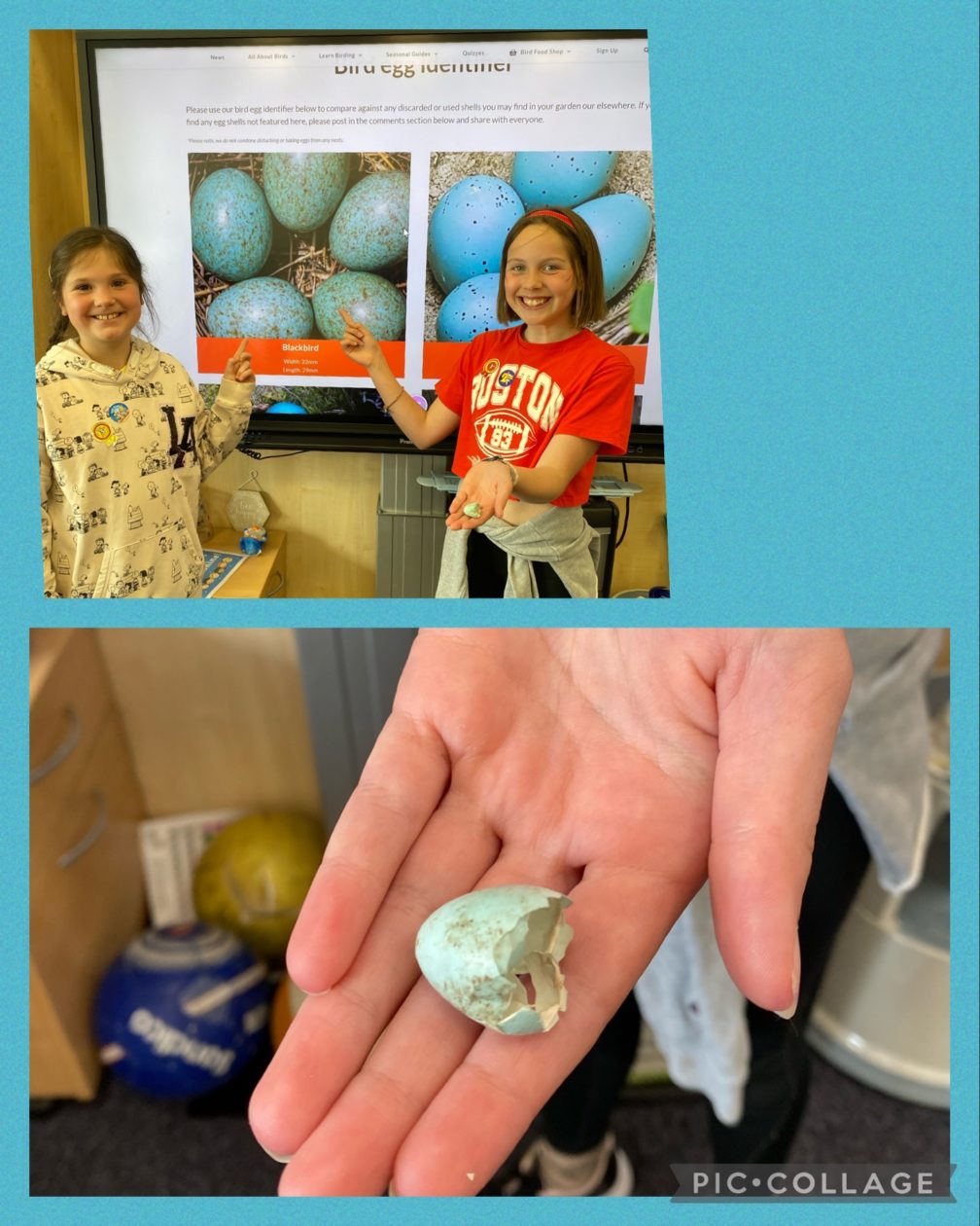 P5/6 Bird Egg Identifying | Primary 5/6_22/23