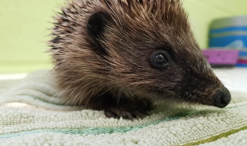 SSPCA Animal Wise website and activities | Mauchline Primary School ...