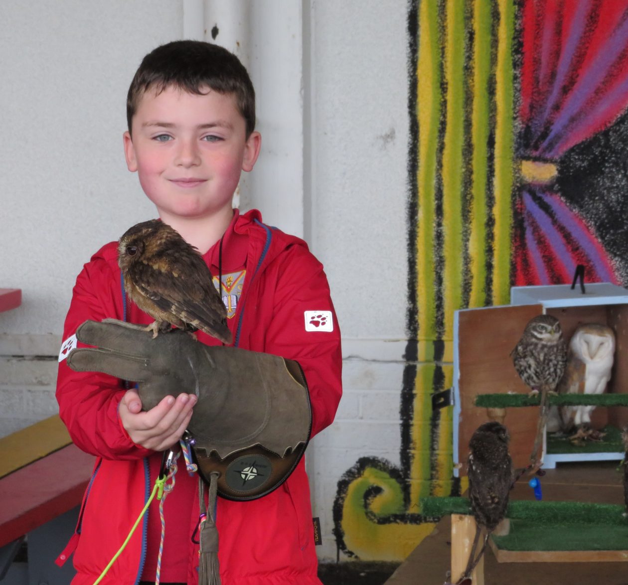P3H Photos of Owl Magic