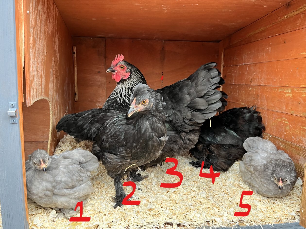 ‘Naming of the Hens’ Community Competition – WE NEED YOU!
