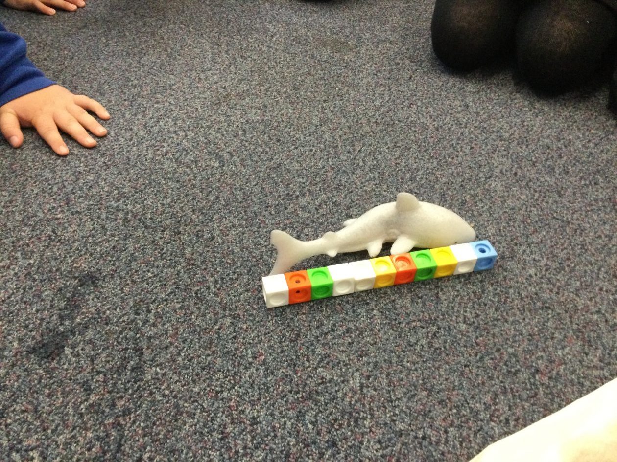 P1/2 Growing Sharks and Active Measure | St. Xavier's Primary School