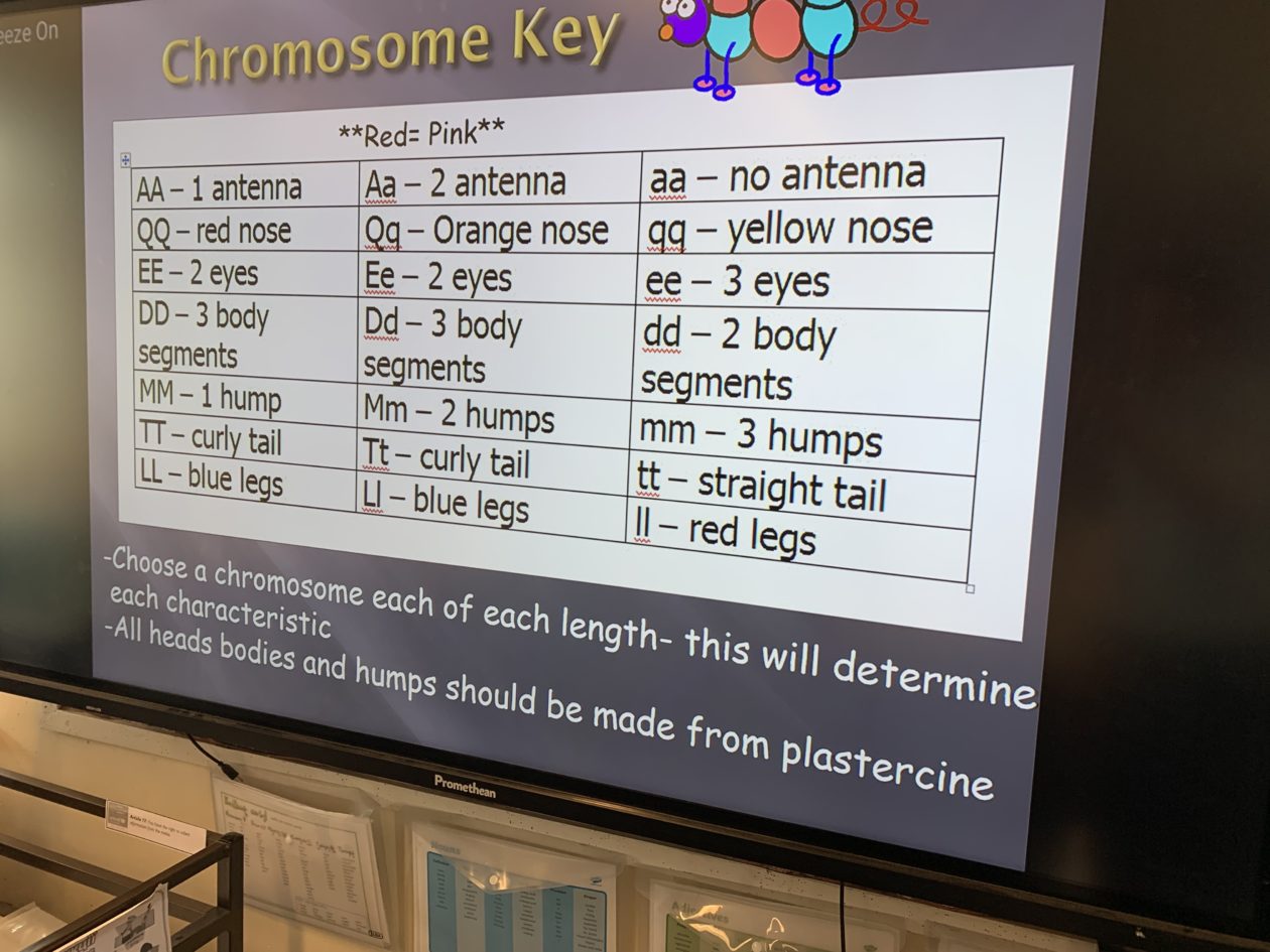 Chromosomes and why we look like our parents. | Primary 7/2 2016-2023