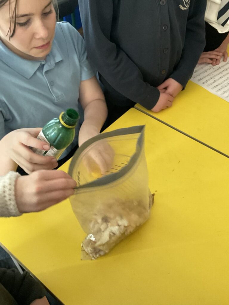 Digestive System | Primary 7/2 2024-2025