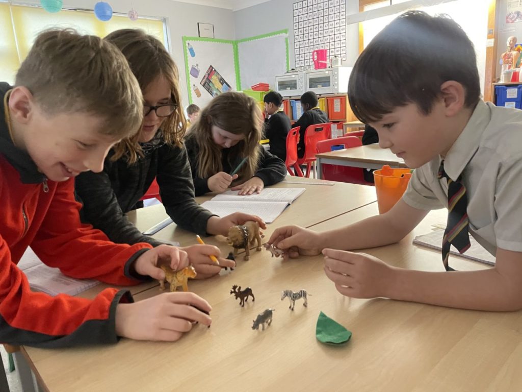 STEM – Food webs and chains