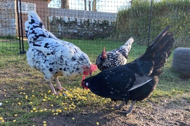 Our School Chickens! | Kingsbarns Primary School