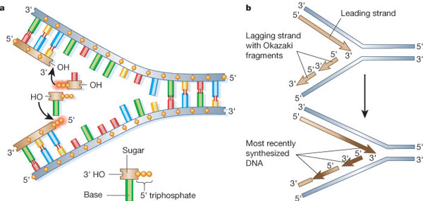 Replication of DNA – Higher Biology Unit 1 Revision