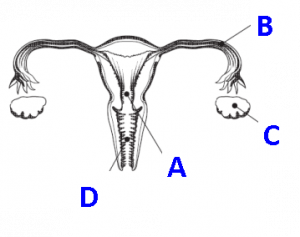 Cells & Reproduction Week 4 – S1 Science Homework