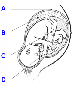 Cells & Reproduction Week 5 – S1 Science Homework