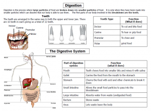 Body Systems Revision – Science Revision