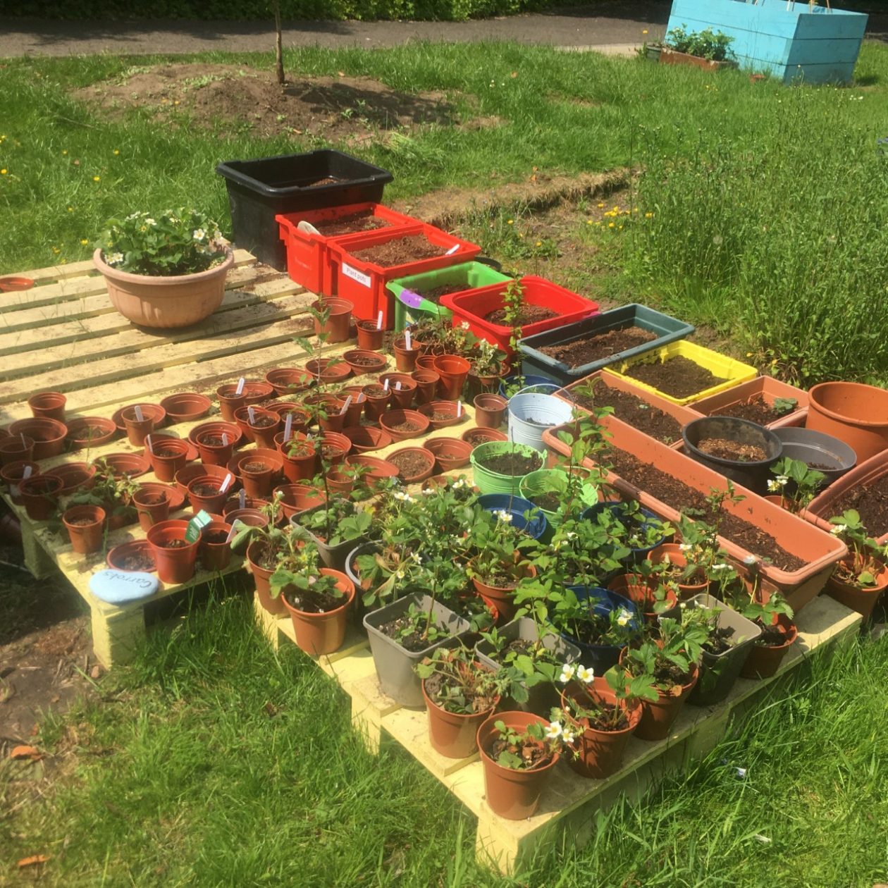 Food for Life project | St Albert's Eco