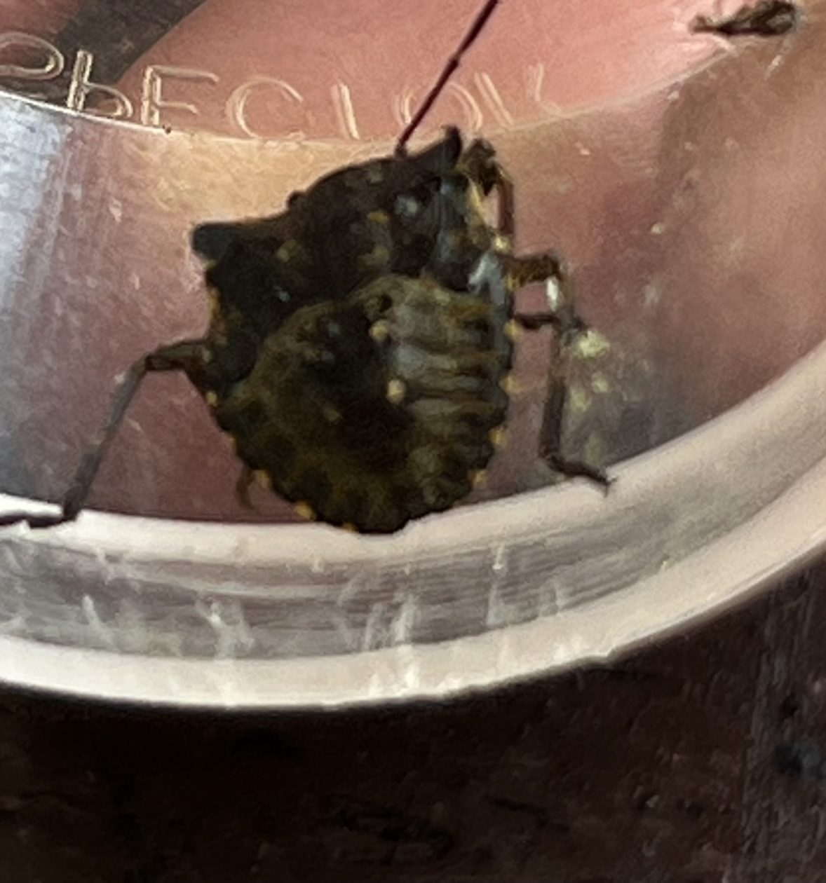 Primary 6 undertake an OPAL Science bug survey in the school grounds ...