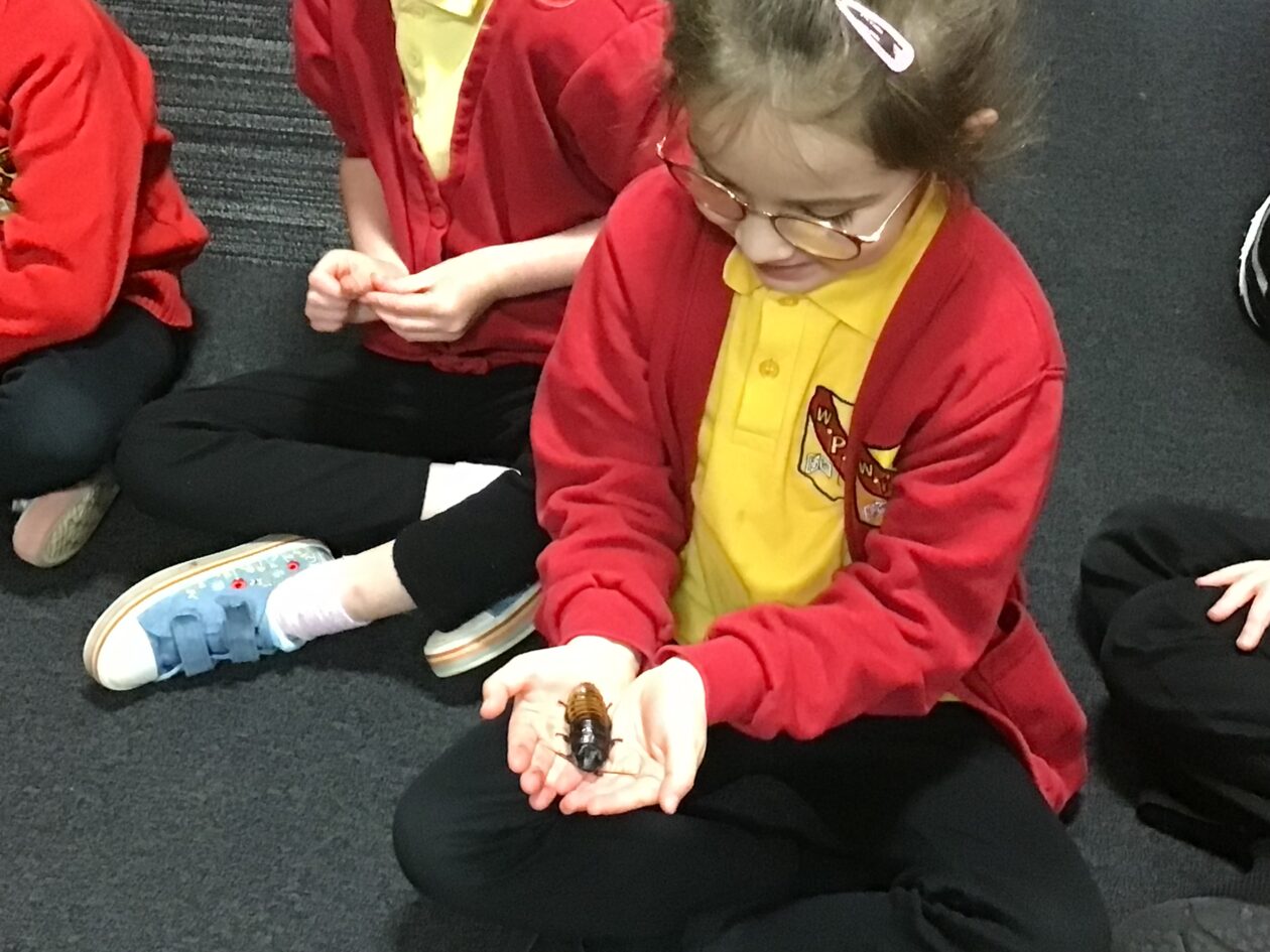 Zoolab | Wallacewell Primary School