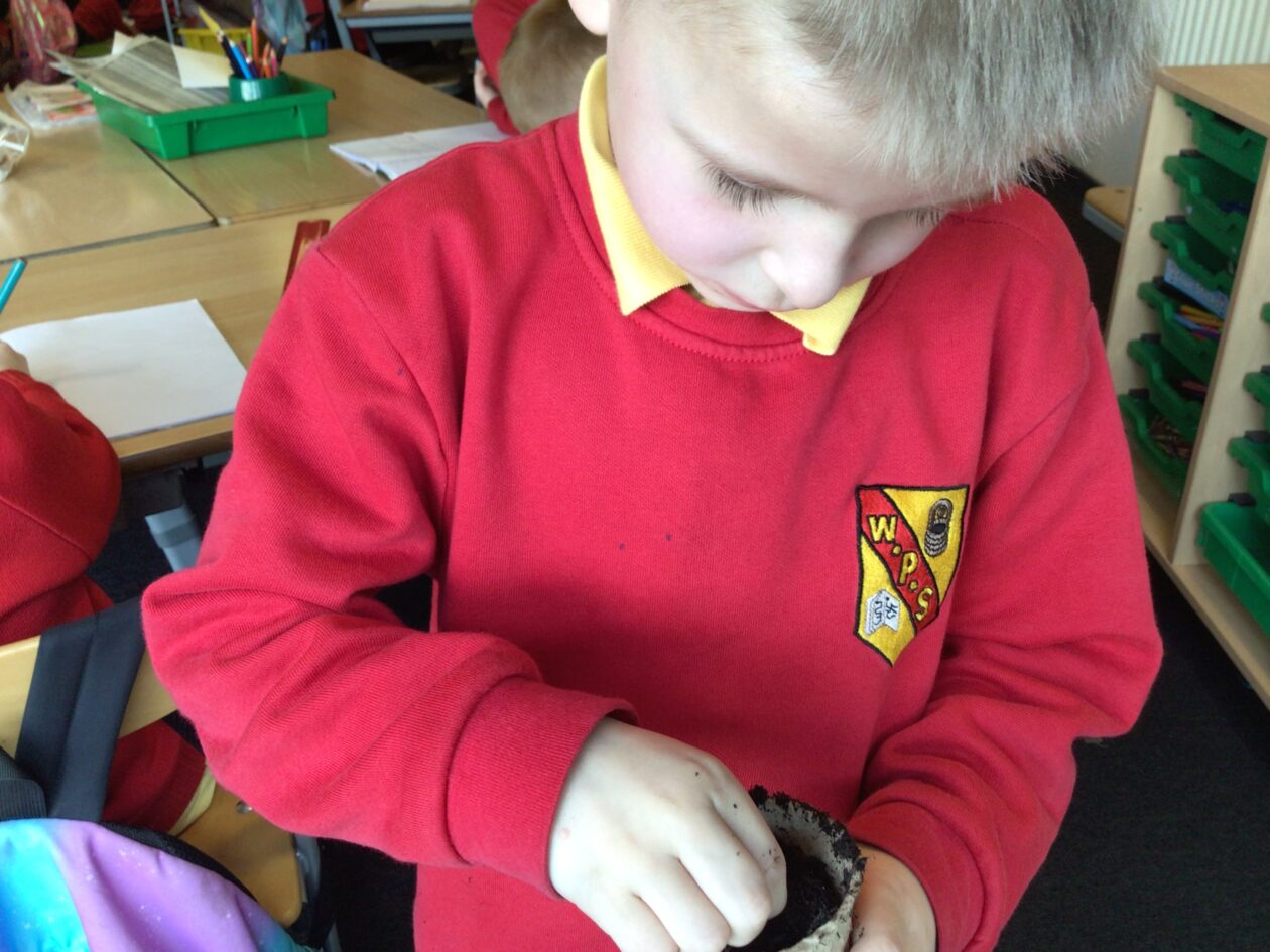 Planting seeds | Wallacewell Primary School