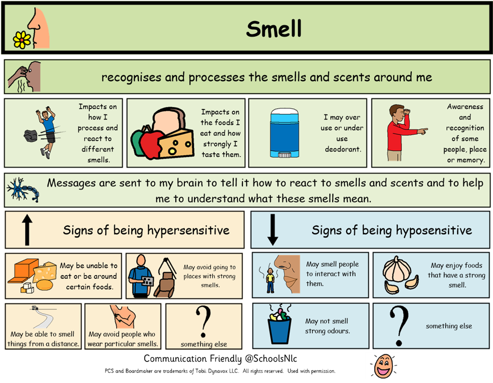 All about the senses