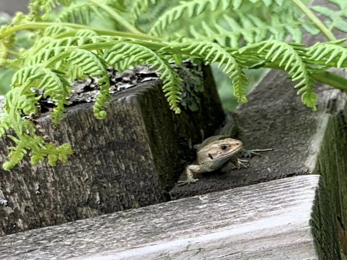 Featured Images – Glow Blogs – An Introduction