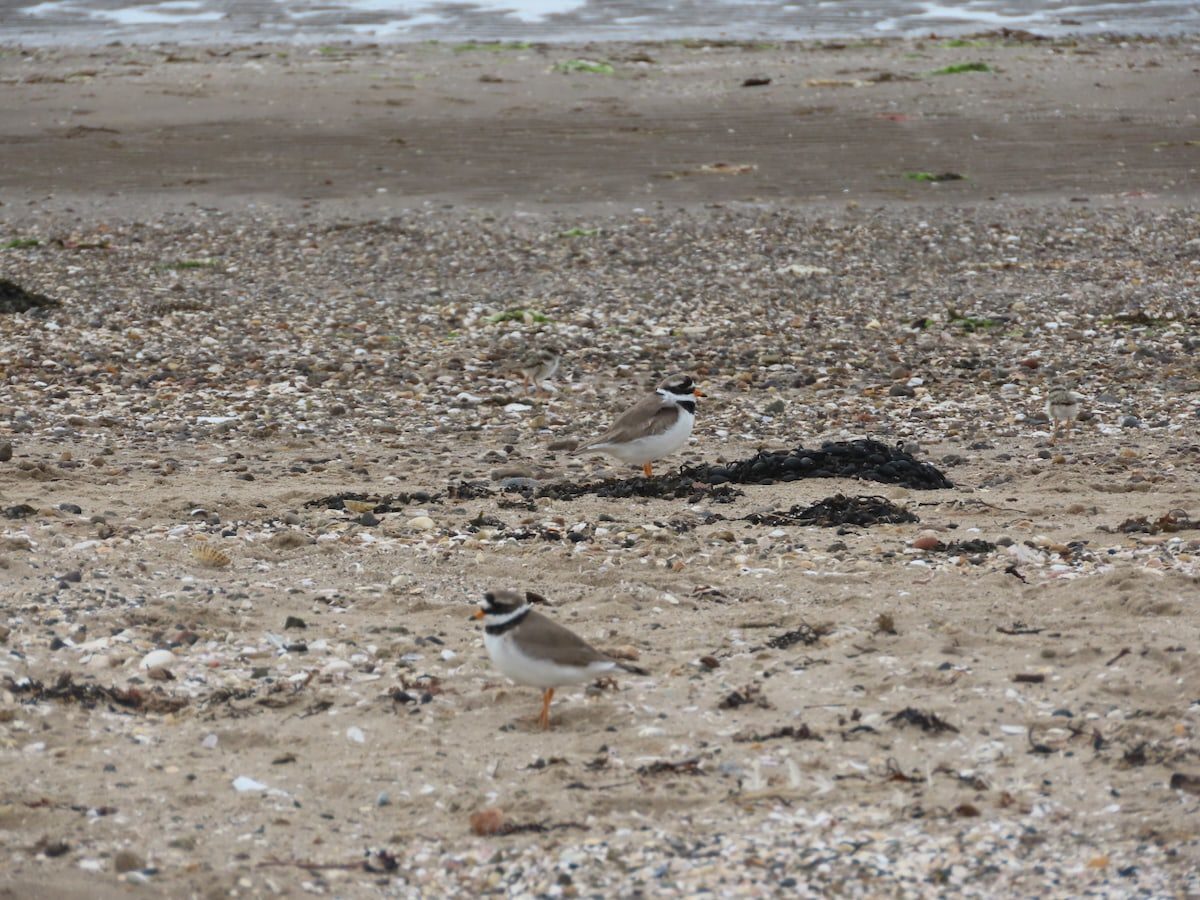 Examples – H5p examples