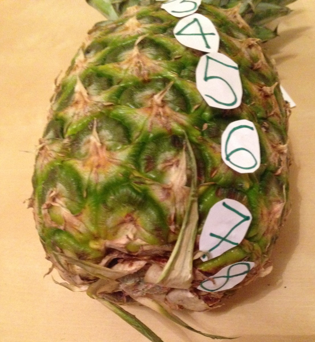Fibonacci Sequence Hannah s Land Of Learning