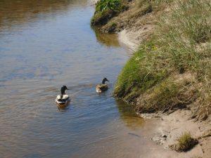 Gallery | Ardeer Primary School