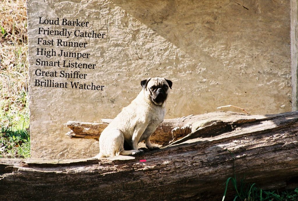 Kennings, we know about animals – Banton Biggies