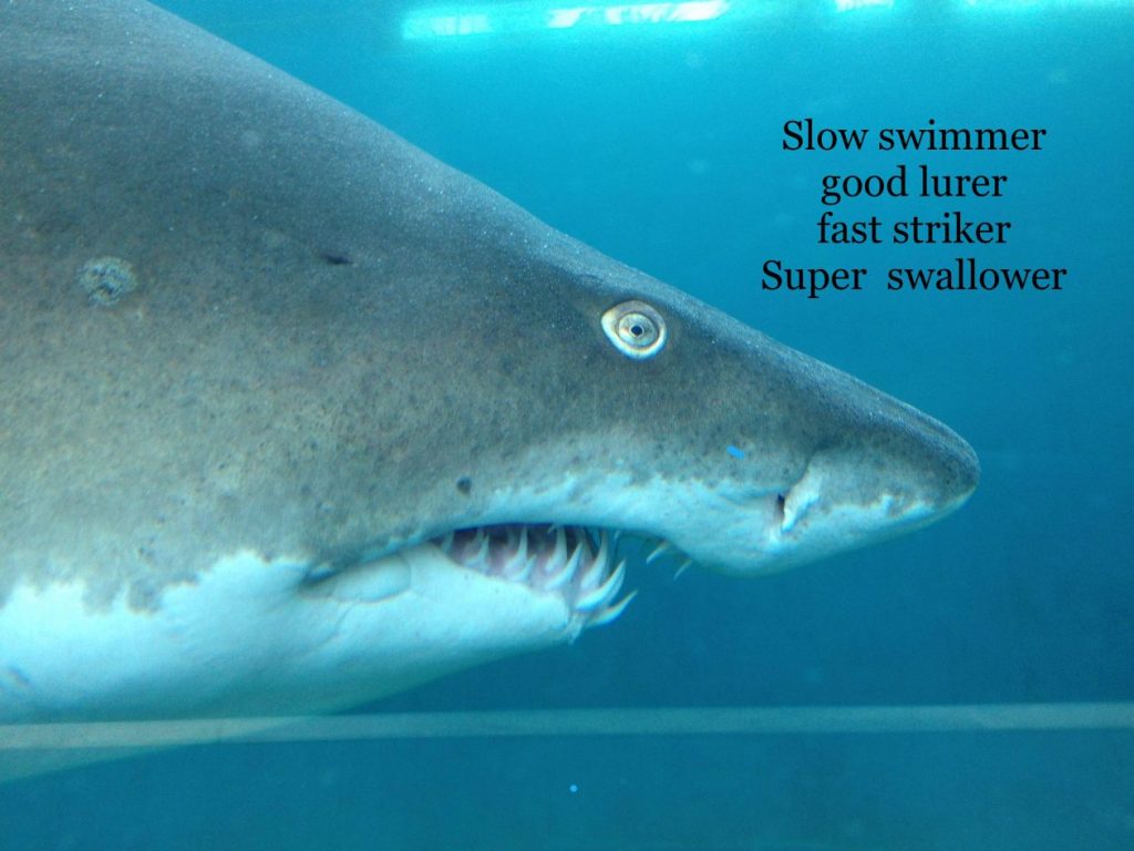 Kennings, we know about animals – Banton Biggies