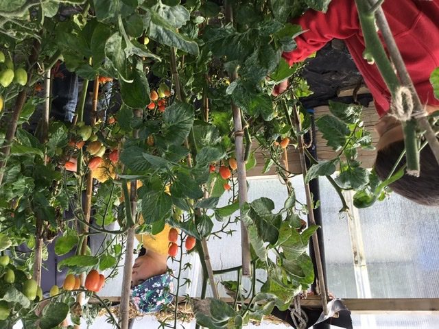 A Papay School 2020 Review – Papa Westray Community School