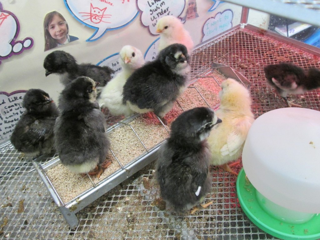 Cheeping Chicks – Grandtully Primary School