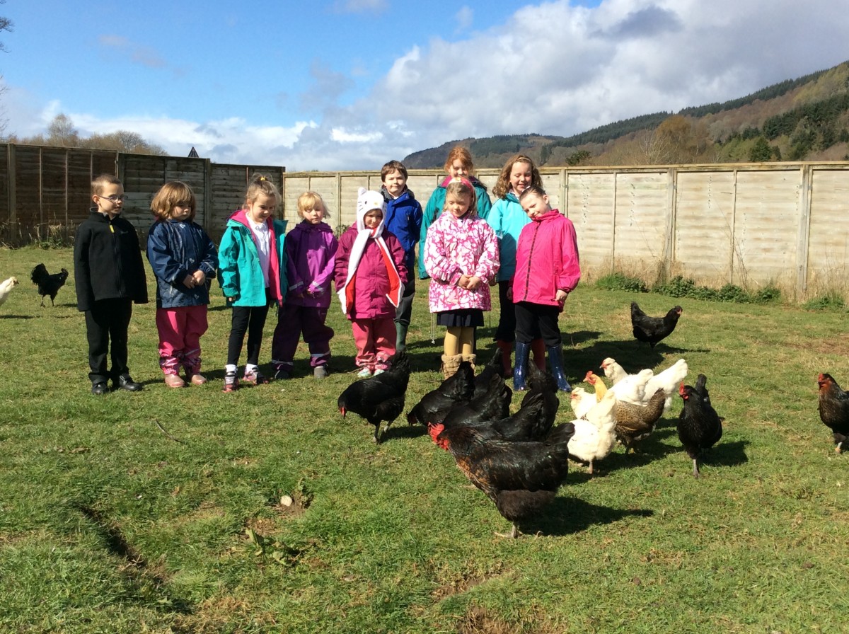 Egg Business – Grandtully Primary School