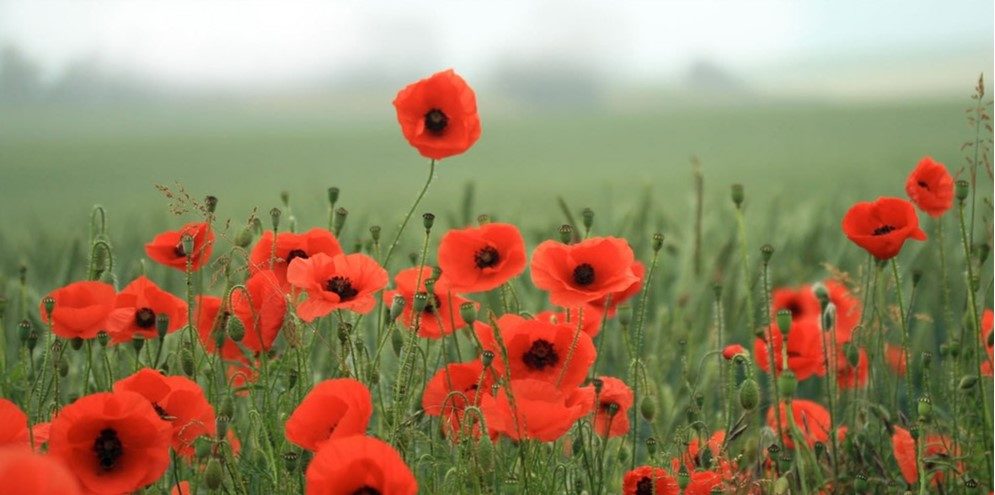 Primary 7/6 World War II Poems | Howwood Primary School