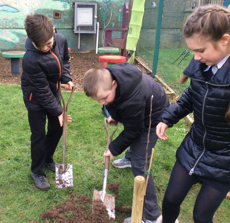 Planting Apple Trees | Heriot Primary School & Nursery Class
