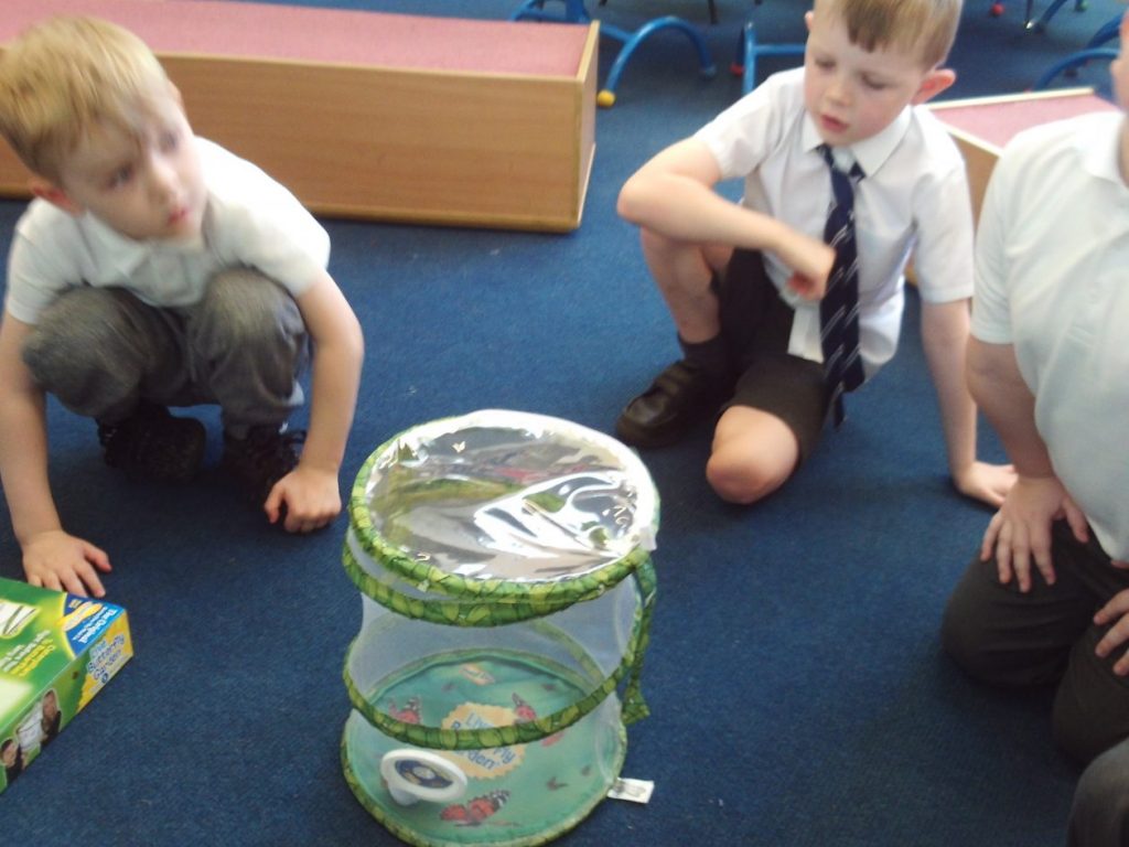Caterpillar update! | West Primary School