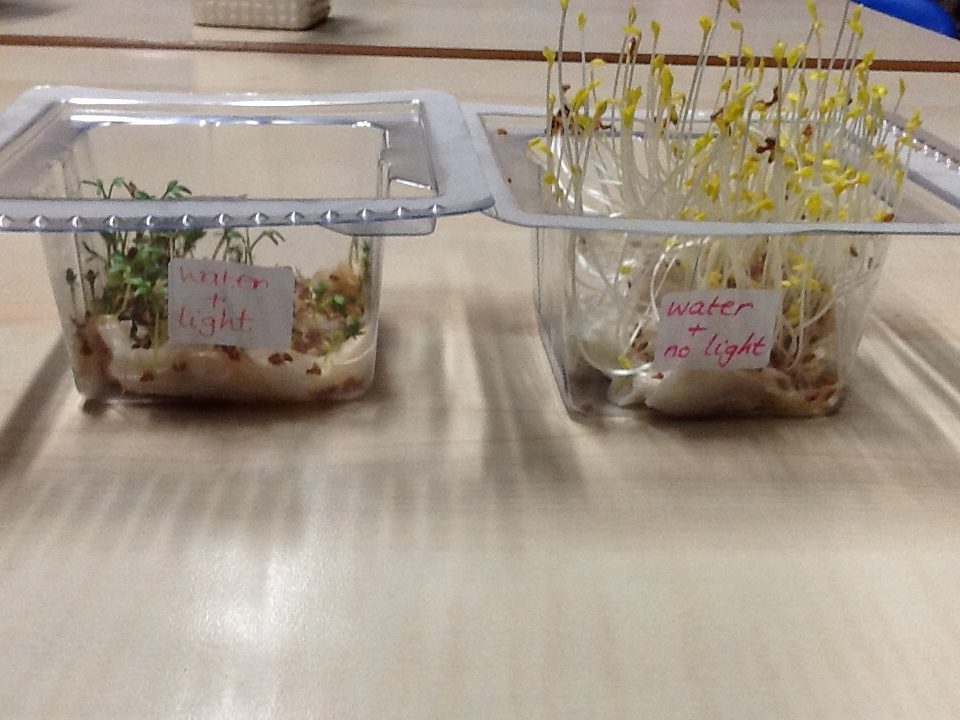 Young Scientists – Setting up an experiment | Kingsland Primary P7 21/22