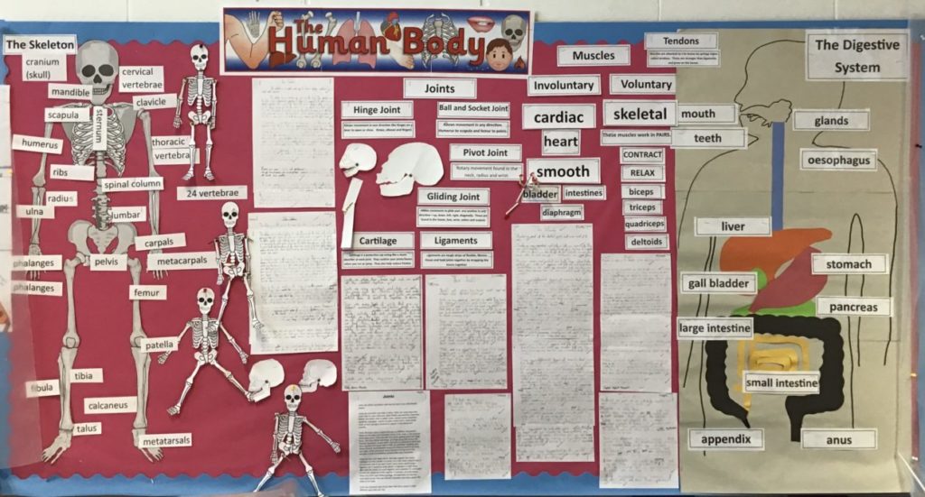 Human Body display | Kingsland Primary P7 21/22