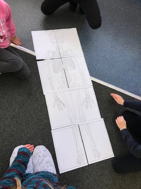 Learning about our skeleton!