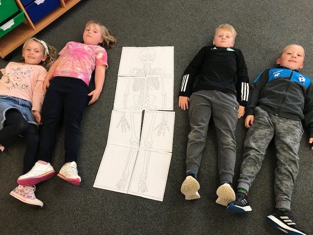 Learning about our skeleton!