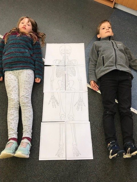 Learning about our skeleton!