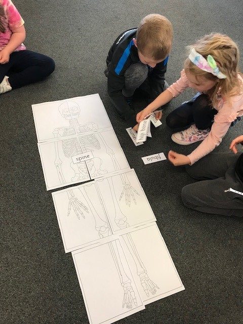 Learning about our skeleton!