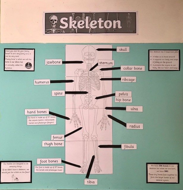 Our Skeleton!
