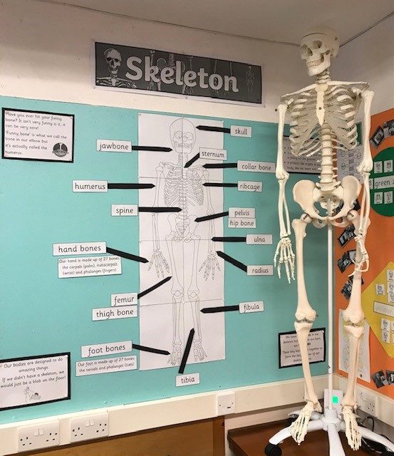 Our Skeleton!
