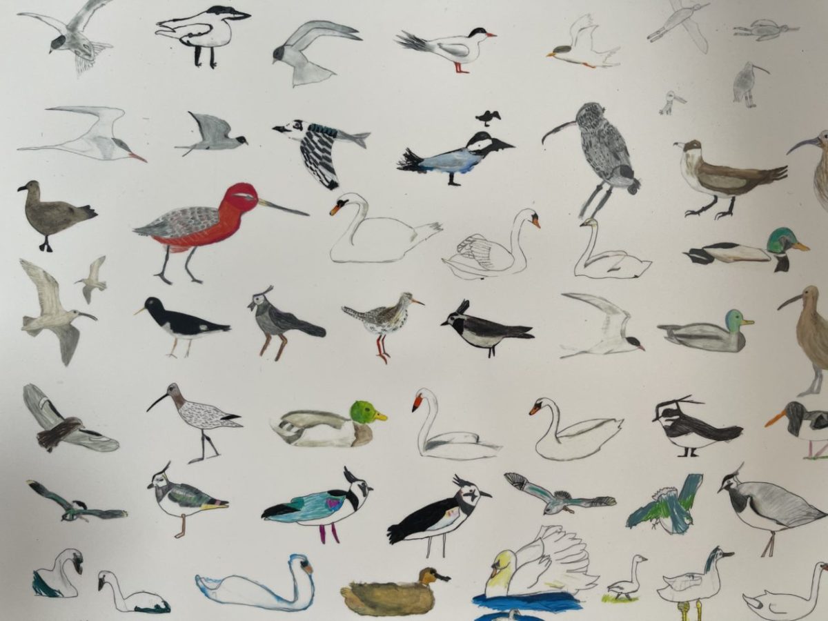 Spiggie Bird Hide Art Project – Primary 6/7 – 2022/23 – Cunningsburgh ...