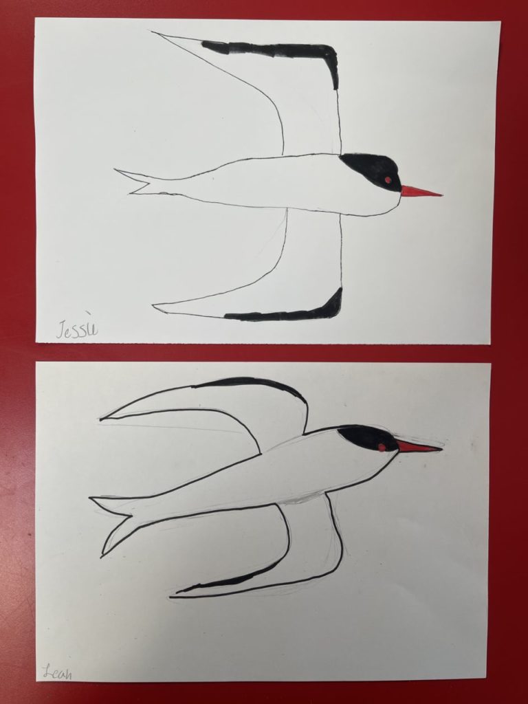 P6/7 have been drawing Arctic Terns | DPS Art