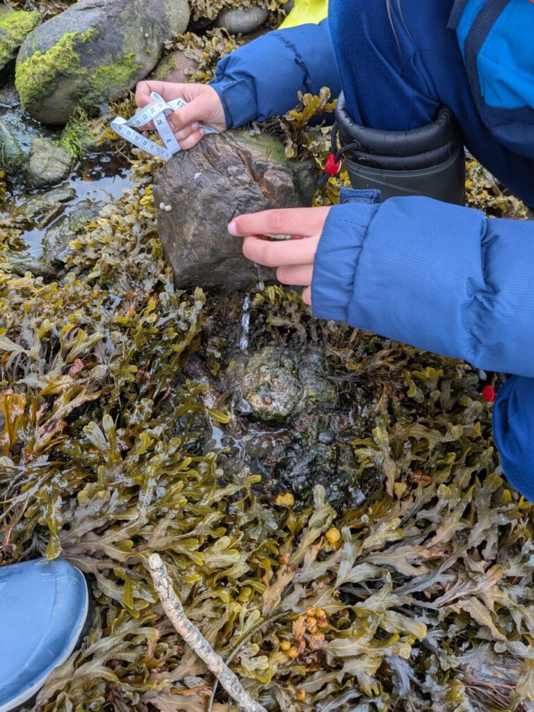 More Rock Pooling with Carla!