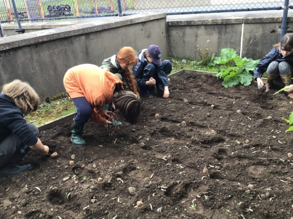 Planting in the Vegetable Garden | Nesting Primary School