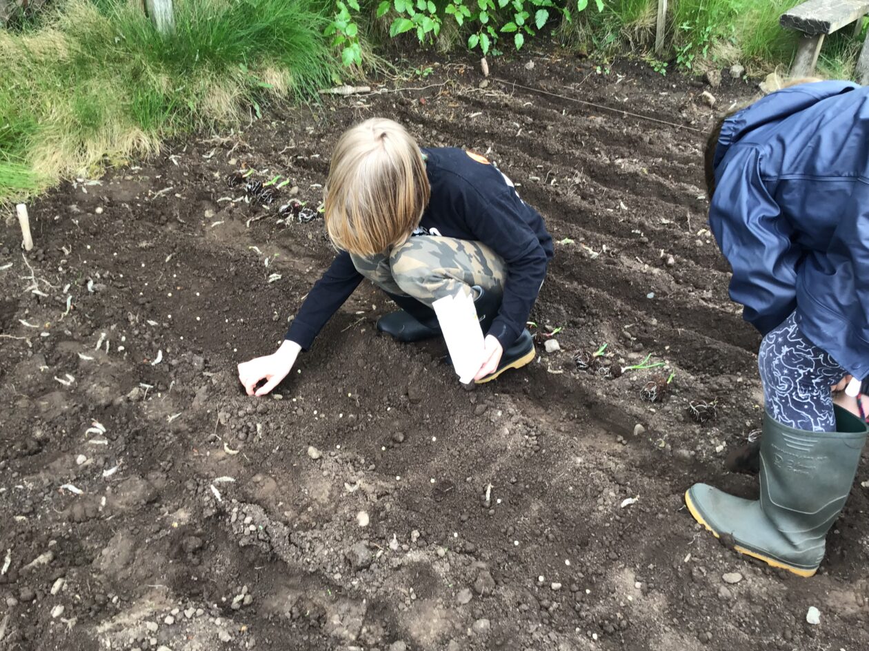 Planting in the Vegetable Garden | Nesting Primary School