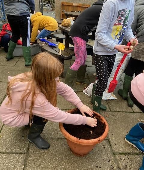 Planting Bulbs
